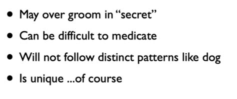 Feline Dermatology Flashcards Quizlet