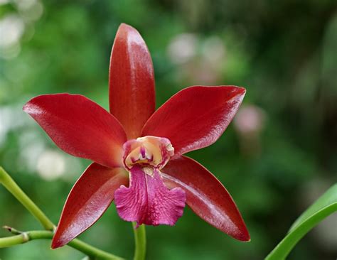 Flowers Red Cataleya Orchid Free Photo On Pixabay Pixabay