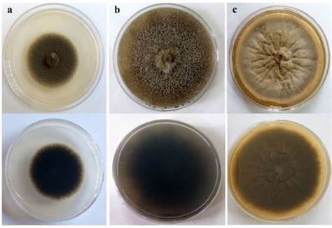 Didymella Azollae Facesoffungi Number Fof 09945 Faces Of Fungi
