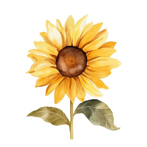 Sunflower Watercolour Print Digital Print File Etsy Watercolor