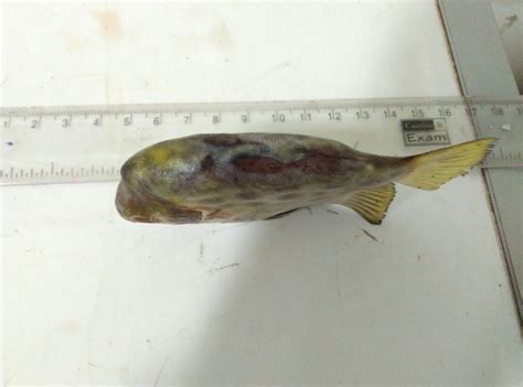 162 Questions With Answers In Fish Taxonomy Science Topic