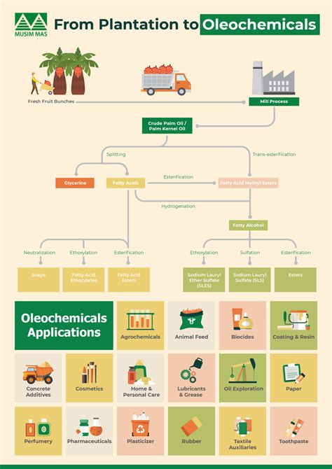 How Is Palm Oil Made Into Oleochemicals Musim Mas