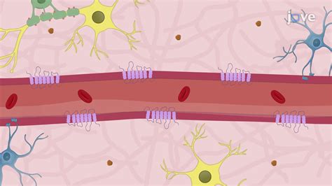 Vidéo Administration Intraveineuse Dinhibiteurs Des Récepteurs Pour