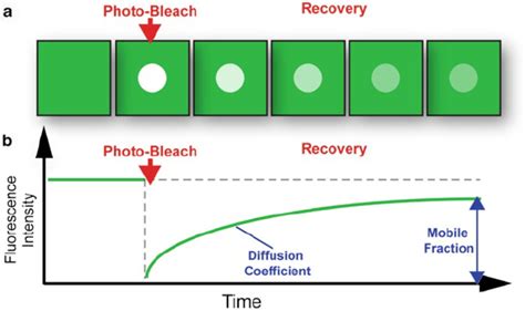 Radiolabeling Techniques Mcq Free Pdf Objective Question Answer For