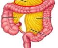 Digestive System Anatomy Flashcards Quizlet