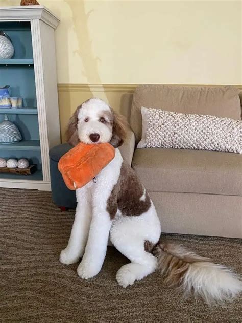 How To Groom Your Sheepadoodle At Home Tips Tools
