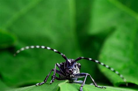 Asian Long Horned Beetle Learn About Nature