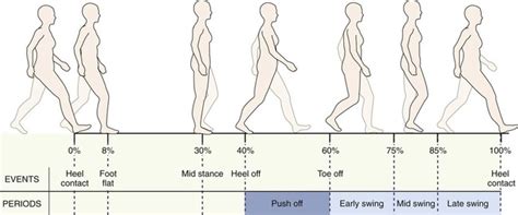 Fundamentals Of Human Gait Musculoskeletal Key