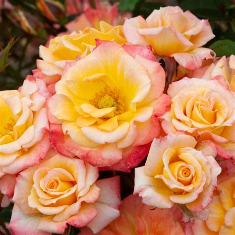 Rose Bush Cutie Pie Springvale Garden Centre