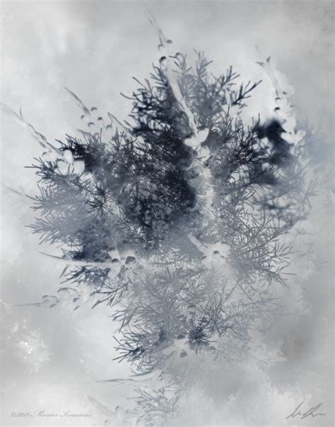 Snow Plant International Photo Awards