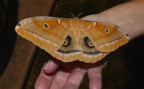 Ohio Birds And Biodiversity Polyphemus Moth