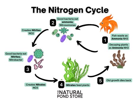 Nitrogen Cycle For Dummies
