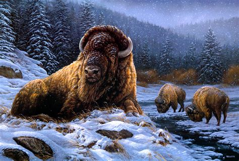 American Bison Wallpapers Wallpaper Cave