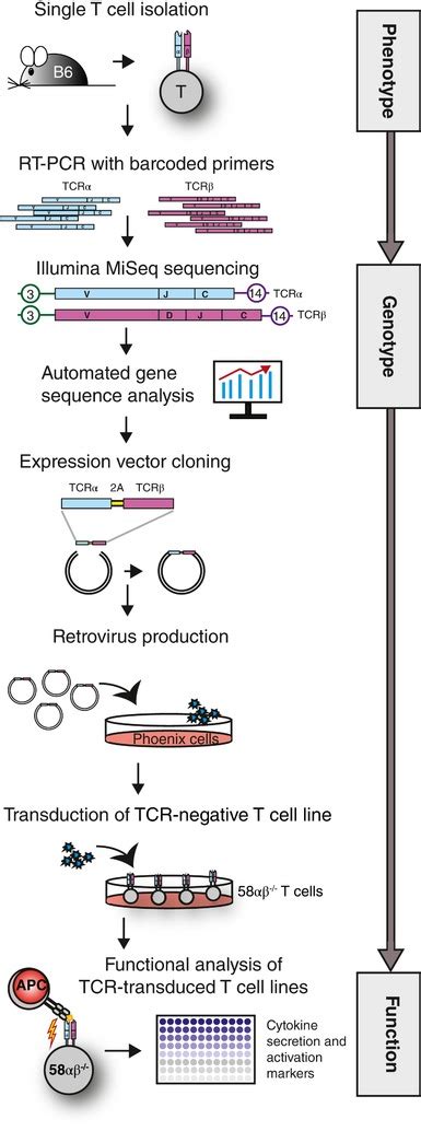 High‐throughput Single‐cell Sequencing Of Paired Tcrα And Tcrβ Genes
