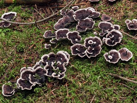 Phellodon Melaleucus Lošáček Tmavý Mykocz