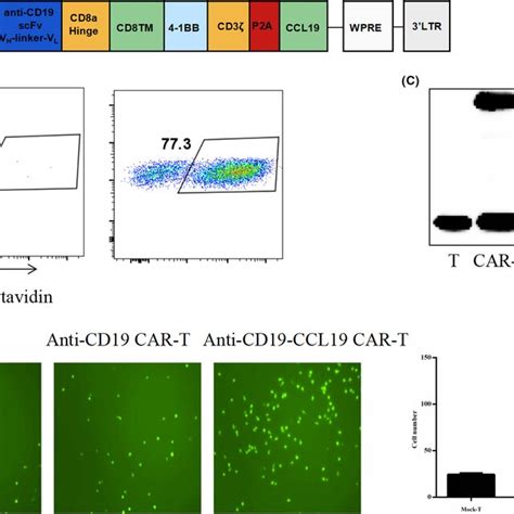 Generation Of The Fourth‐generation Cd19‐targeted Car‐t Cells A The