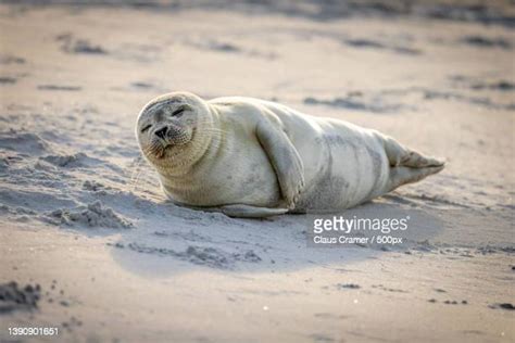 Robbe Seal Stock Fotos Und Bilder Getty Images