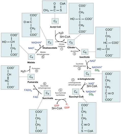 Krebs Cycle Definition Steps Products Regulation Biology Notes