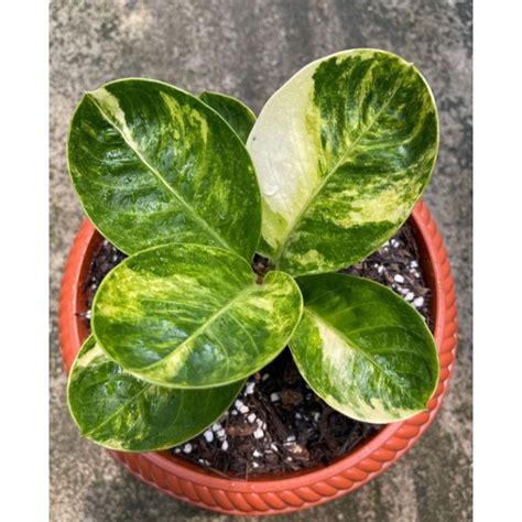 Jual Promo 2bibit Biji Antorium Jemani Mangkok Varigata Shopee