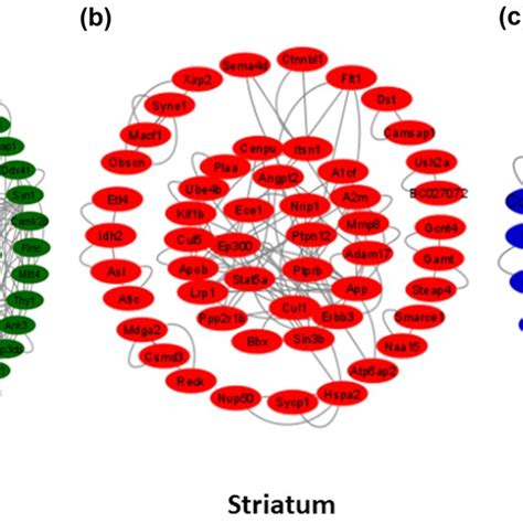 clustering analysis “developmental process” was enriched in the three