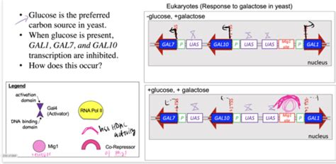Eukaryotic Transcription Regulation Ii And Dutch Famine Case Study 34