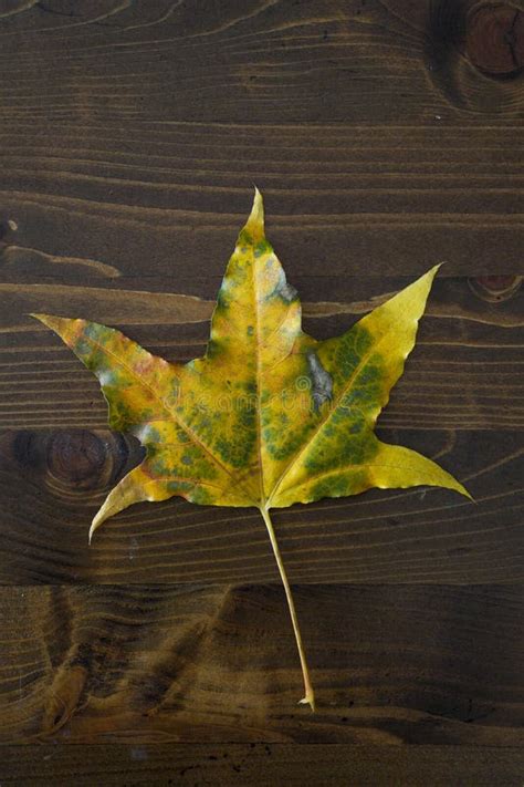 There Is A Complete And Beautiful Collection Of Maple Leaf Specimens On