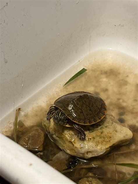 Species Identification Rturtle