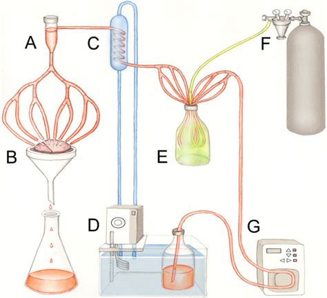 Isolation Of Human Hepatocytes By A Two Step Collagenase Perfusion
