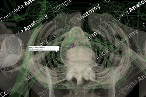 Retrocaval Nodes Complete Anatomy