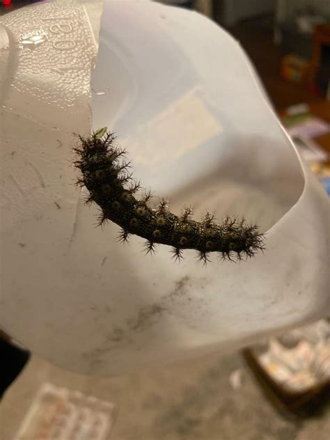 What Is This Eastern Nc On Raspberry Bush Rbugidentification What Is This Eastern Nc On Raspberry Bush Rbugidentification