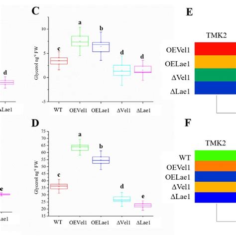 Osmolyte Accumulation Of T Asperellum Wt Oevel1 Oelae1 Δvel1 And