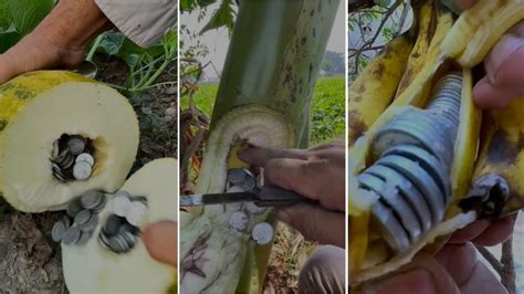 Viral Video পয়সায় ঠাসা ফল সবজি গাছের বাগান যা ই কাটা হচ্ছে গুচ্ছ গুচ্ছ কয়েন বেরোচ্ছে