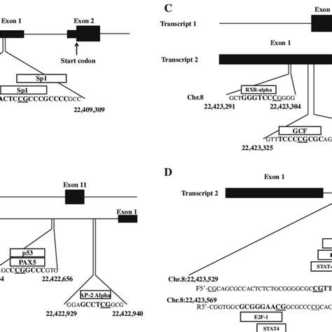 Transcription Factor Binding Analysis A Differentially Methylated