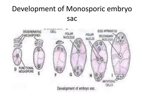 Types Of Embryo Sac Pptx