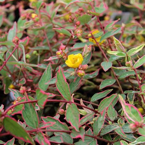 Hypericum X Moserianum Tricolor Beechmount Garden Centre