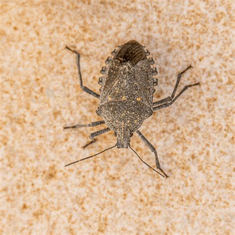 Elm Seed Bugs In Utah Arete Pest Control