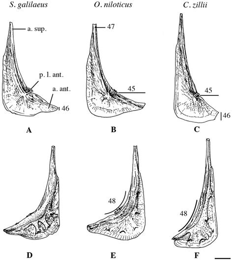 Preoperculum Medial A C And Lateral D F View Of The Left