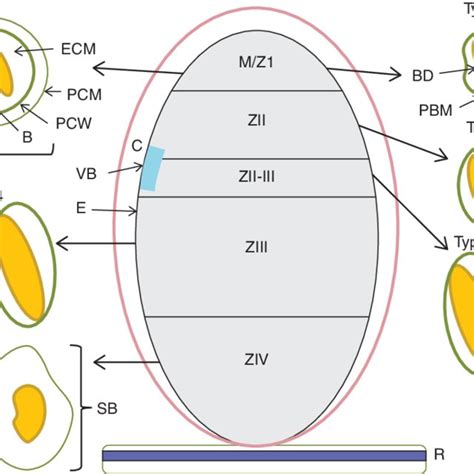 Internal Nodule Structure And Stages Of Bacteroid Differentiation