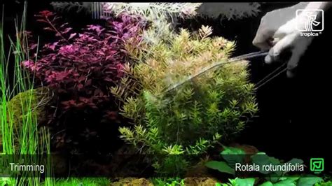 Jak zasadit a pěstovat Rotala (Rotala rotundifolia)