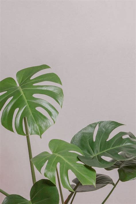 Luiza Eberhardt On Behance Plant Aesthetic Leaves Wallpaper Iphone Flower Background Wallpaper