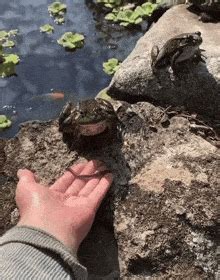 Muahahaha Frog 