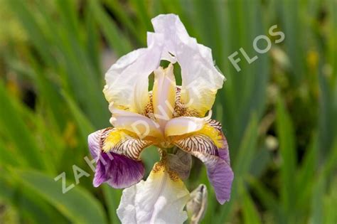 Kosatec Německý Folkwang Iris Barbata Elatior Folkwang Zahradnictví Flos