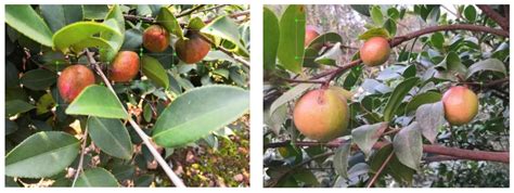 Detection Of Camellia Oleifera Fruit In Complex Scenes By Using Yolov7