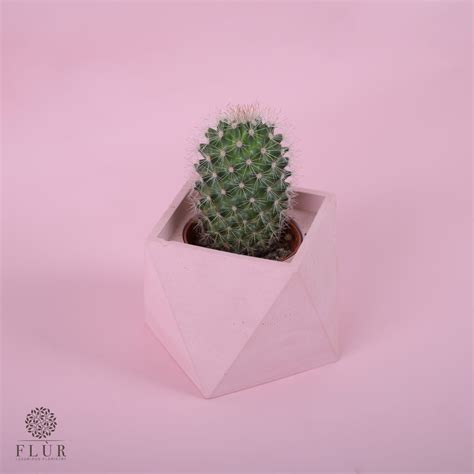 Mini Milo Cactus Flùr Florsitry