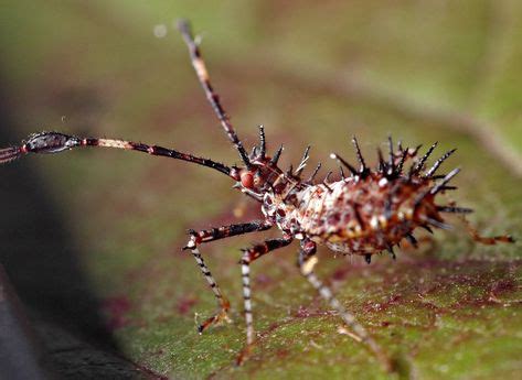 100 Ugly Bugs Ideas Bugs Beautiful Bugs Bugs And Insects