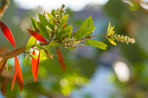 300 Callistemon Pictures 300 Callistemon Pictures