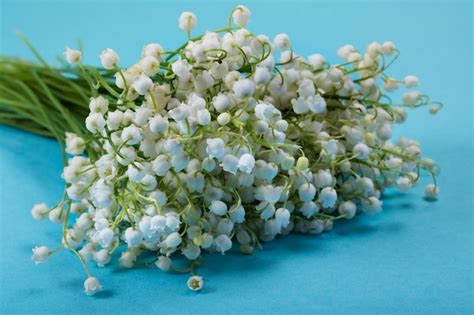 파스텔 블루 배경에 향기로운 흰색 은방울꽃 꽃다발 프리미엄 사진