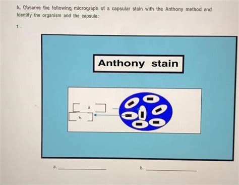 Solved A Observe The Following Micrograph Of A Capsular