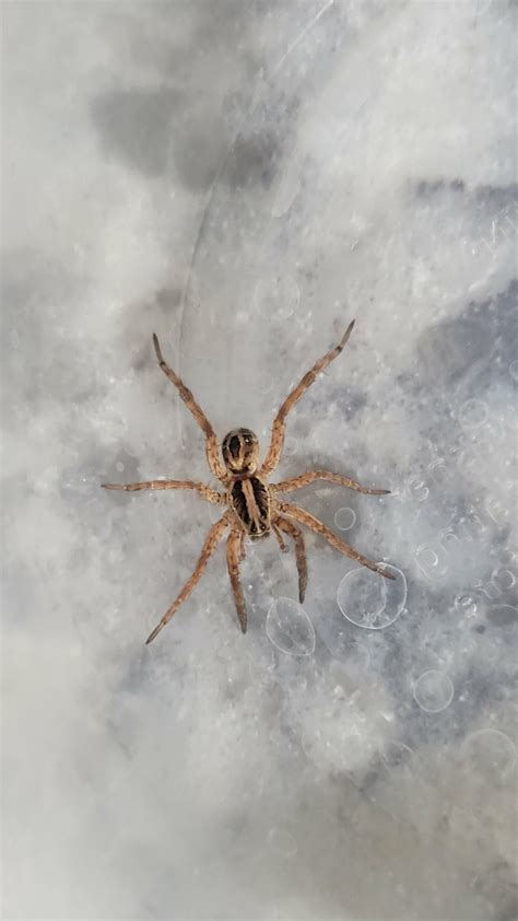 Unidentified Spider In Lawton Oklahoma United States