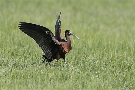 Ibis Falcinelle Joch364982